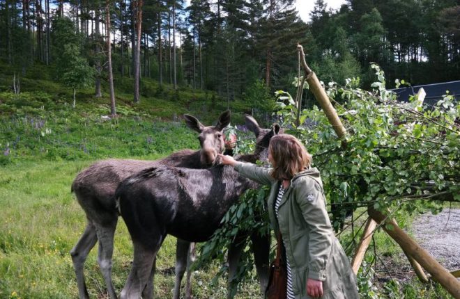 Norwegen: Am Fjord der Elche | Roadtrip #scandi 43