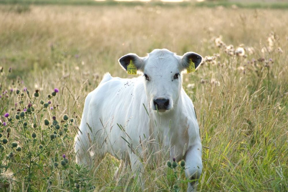 Das fliegende Kalb | Geschichten aus dem nordfriesischen Landleben