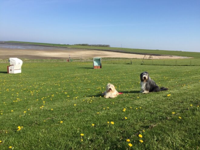Sankt Peter Ording Hundehotel